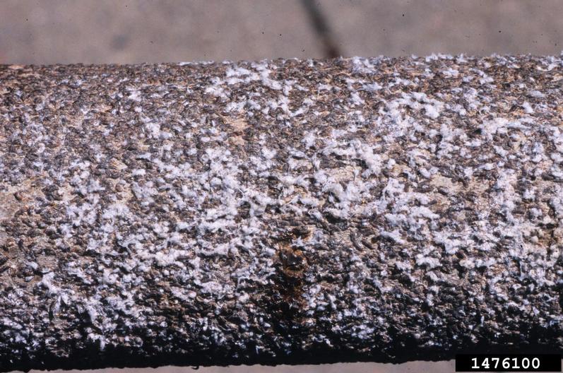 oak phylloxerids (Genus Phylloxera Fonscolombe, 1834)