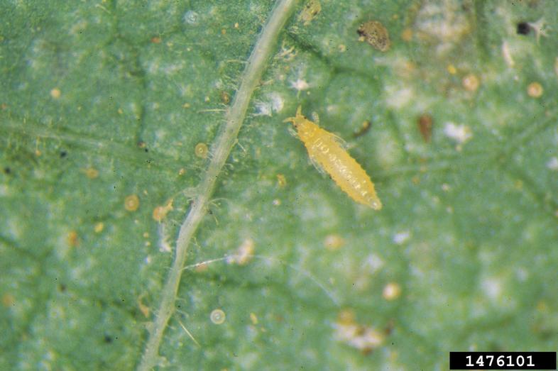western flower thrips (Frankliniella occidentalis (Pergande, 1895))