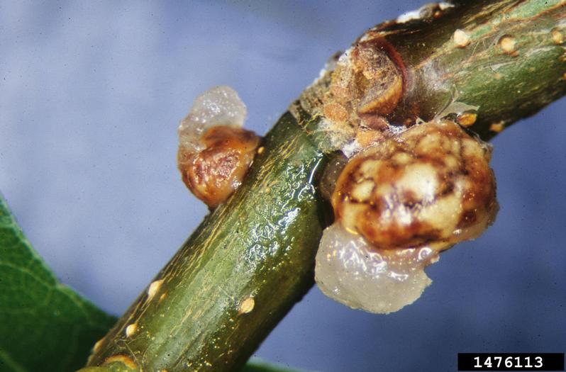 pin oak kermes (Allokermes galliformis (Riley, 1881))