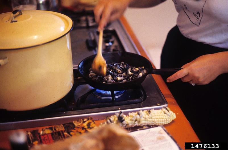 corn smut (Ustilago maydis (DC.) Corda)