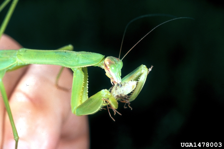 mantids (Family Mantidae) (Family Mantidae)