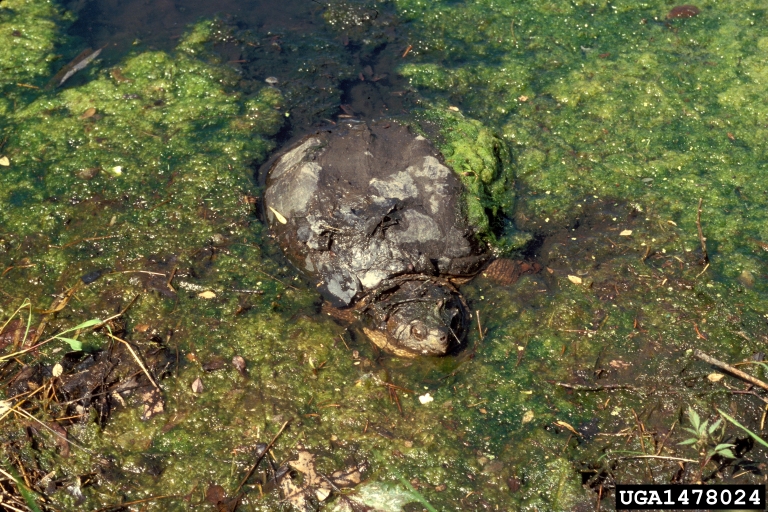 common snapping turtle (Chelydra serpentina)