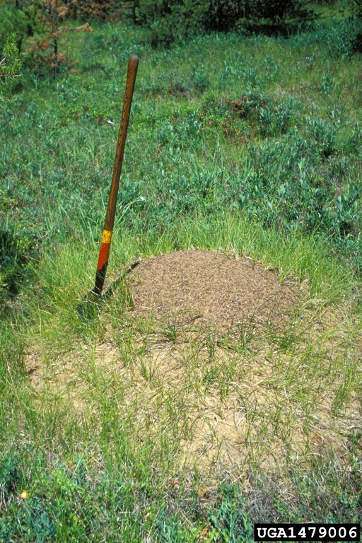 Allegheny mound ant (Formica exsectoides)