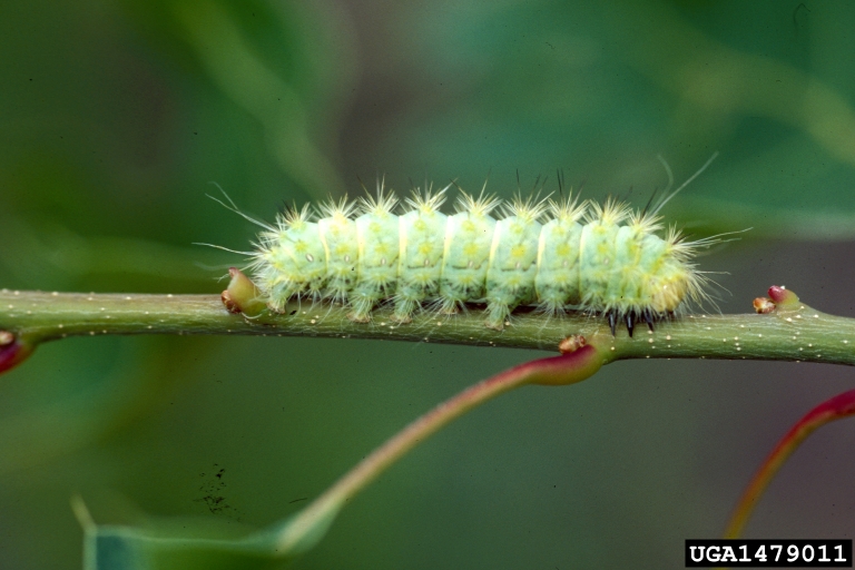 Noctuid moth (Acronicta lanceolaria)