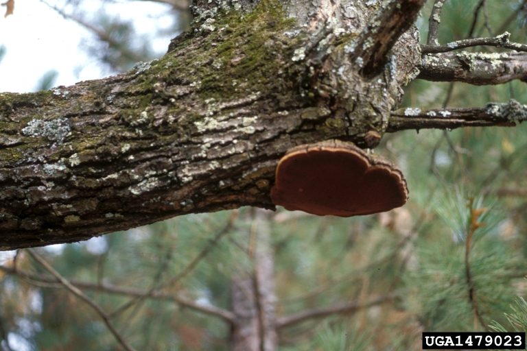 canker rot (Phellinus everhartii (Ellis & Galloway) Pilát)