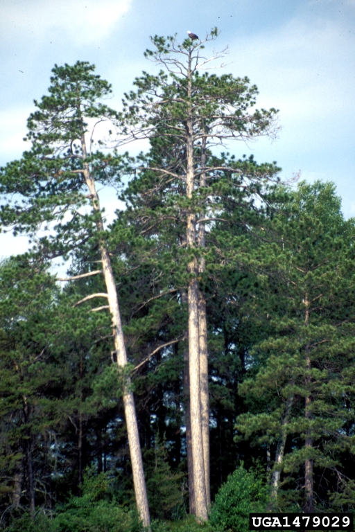 red pine (Pinus resinosa Soland.)