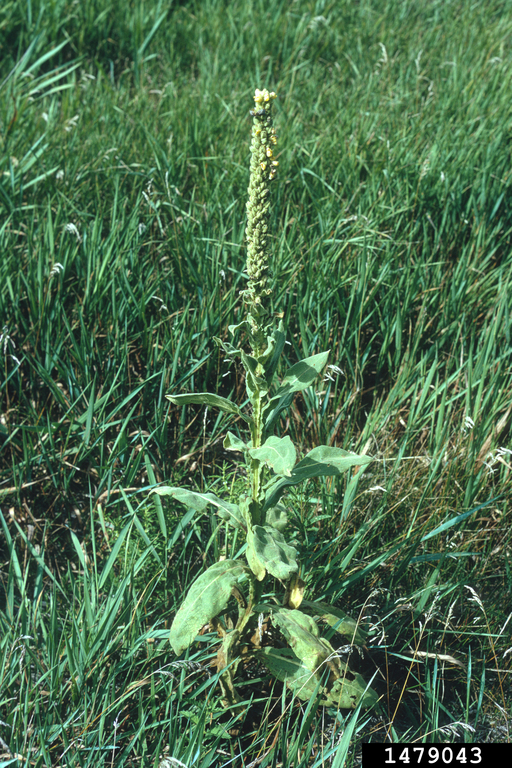 common mullein (Verbascum thapsus)
