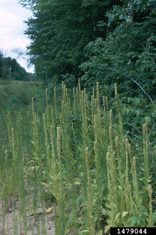 common mullein (Verbascum thapsus L.)