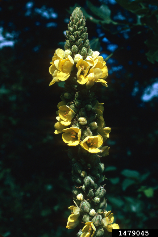 common mullein (Verbascum thapsus L.)