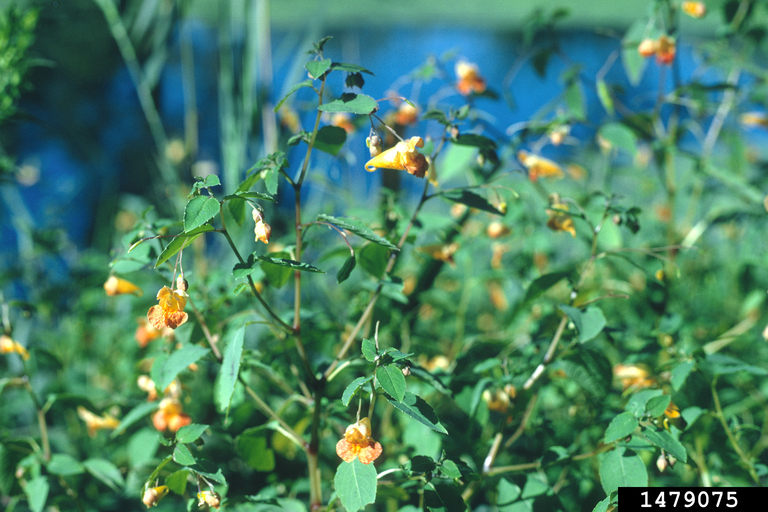 jewelweed (Impatiens capensis Meerb.)