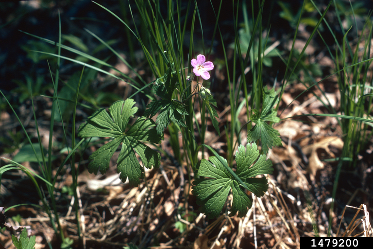 wild geranium (Geranium maculatum L.)