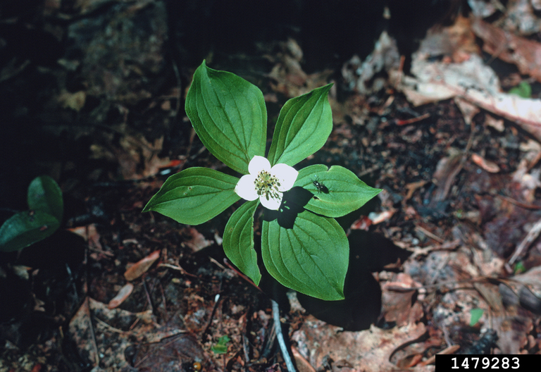 bunchberry (Cornus canadensis L.)