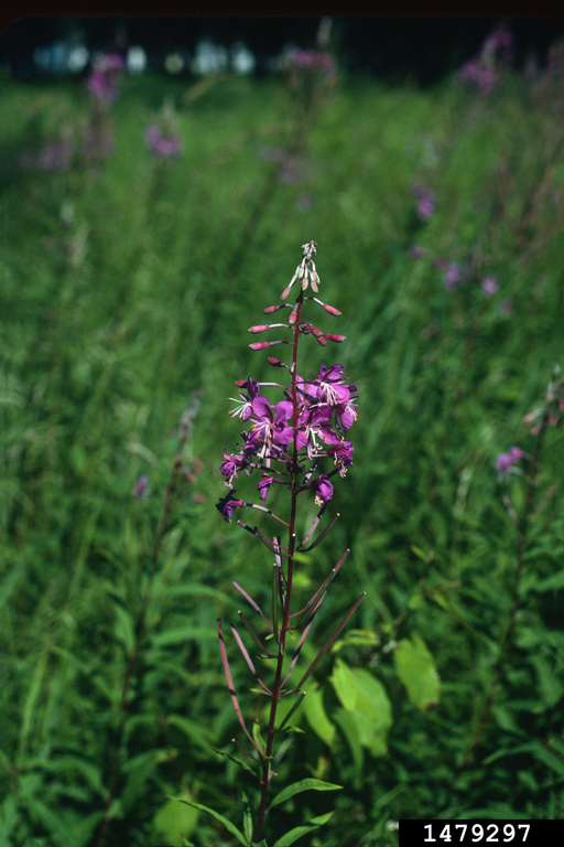 fireweed (Chamerion angustifolium (L.) Holub)