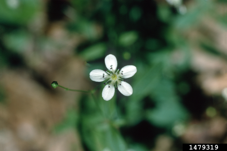sandwort (Genus Arenaria)