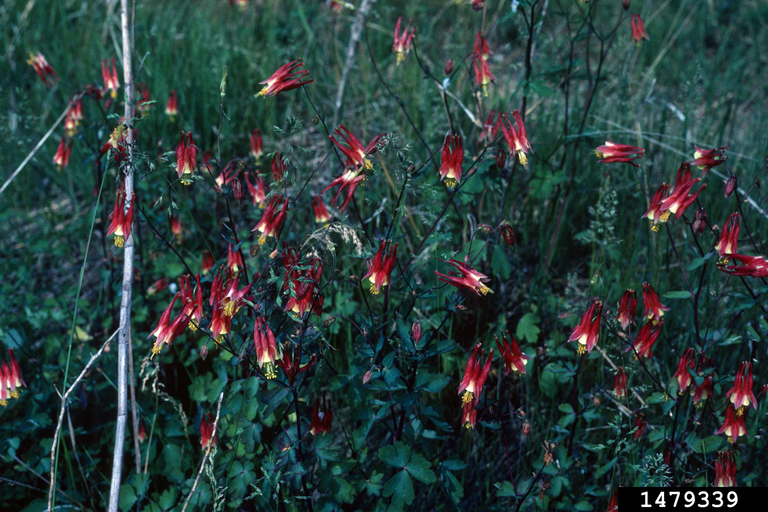 columbine (Genus Aquilegia L.)