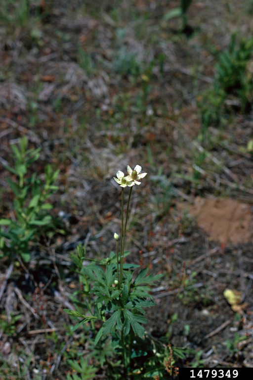 anemone (Genus Anemone L.)