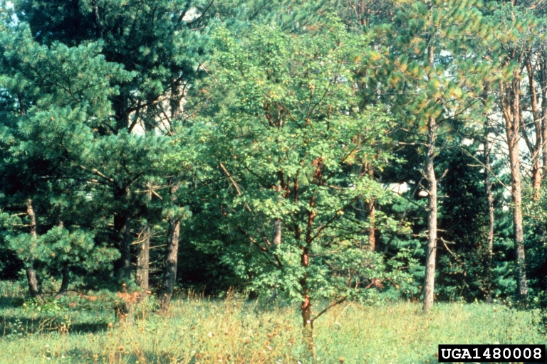 paperbark maple (Acer griseum Acer griseum (Franch.) Pax)