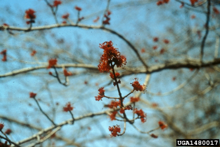 red maple (Acer rubrum L.)