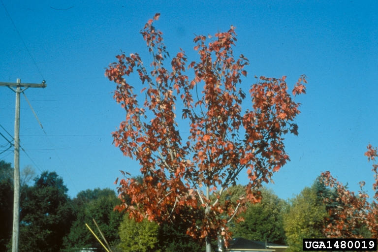 red maple (Acer rubrum L.)