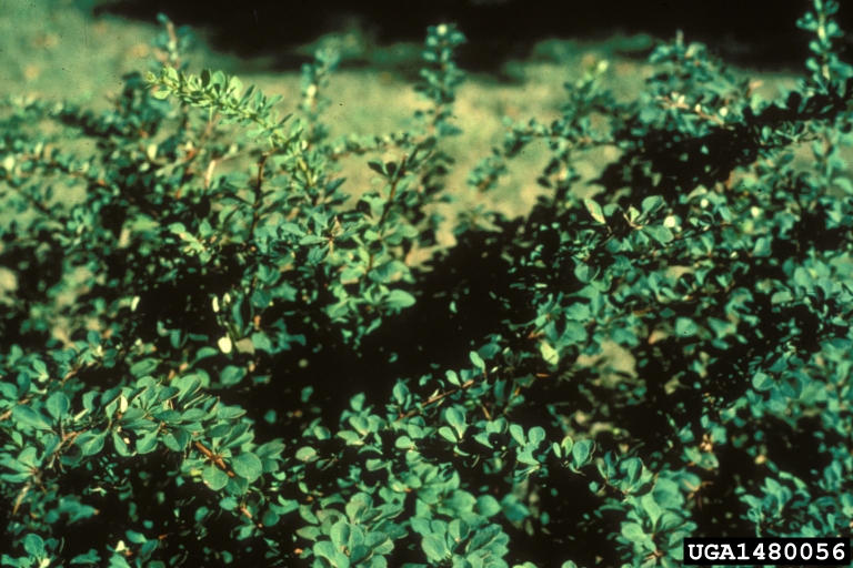 Japanese barberry (Berberis thunbergii DC.)