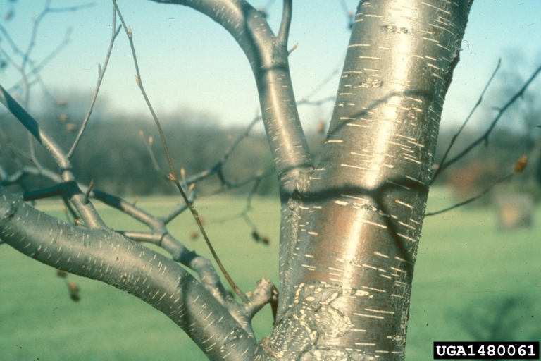 cherry birch (Betula lenta L.)