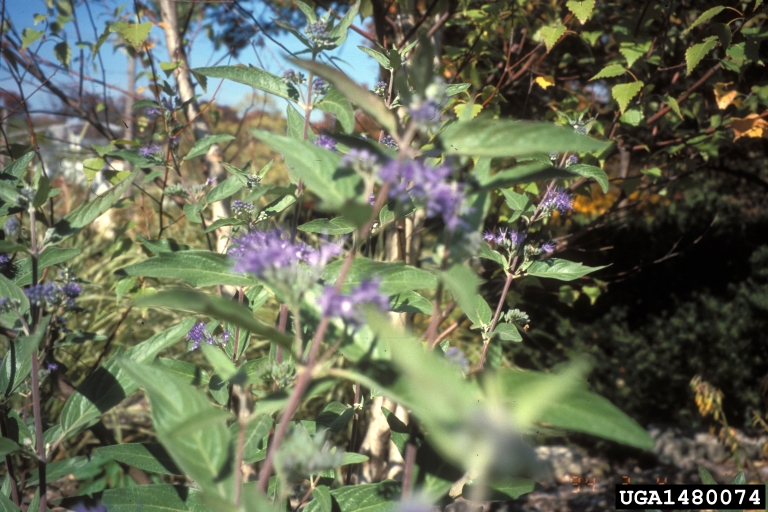 blue-mist shrub (Caryopteris x clandonensis hort. ex Rehd. [incana × ...