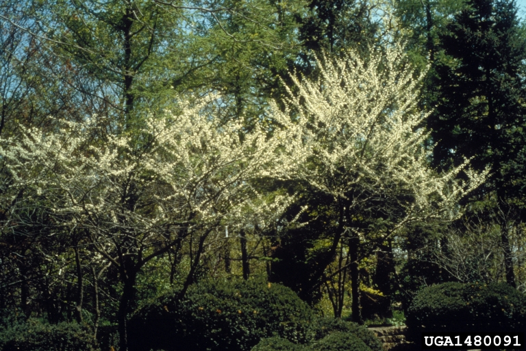 white eastern redbud (Cercis canadensis var. alba L.)