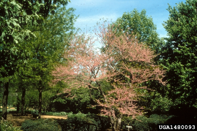 eastern redbud (Cercis canadensis Linnaeus)