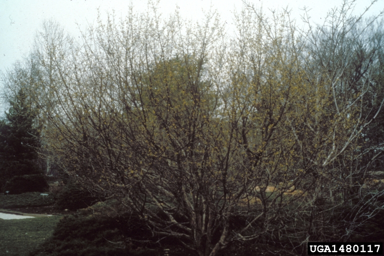 Cornelian cherry dogwood (Cornus mas L.)