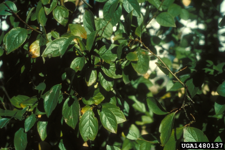 Peking cotoneaster (Cotoneaster acutifolius Turcz.)