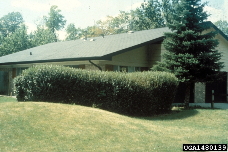 Peking cotoneaster (Cotoneaster acutifolius)