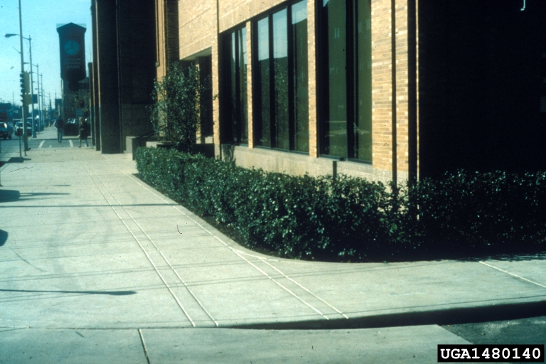 Peking cotoneaster (Cotoneaster acutifolius Turcz.)