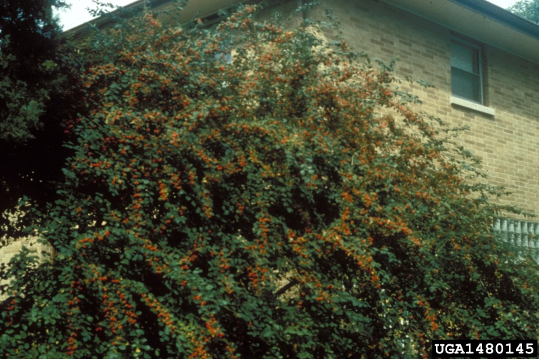 cotoneaster (Cotoneaster multiflorus Bunge)