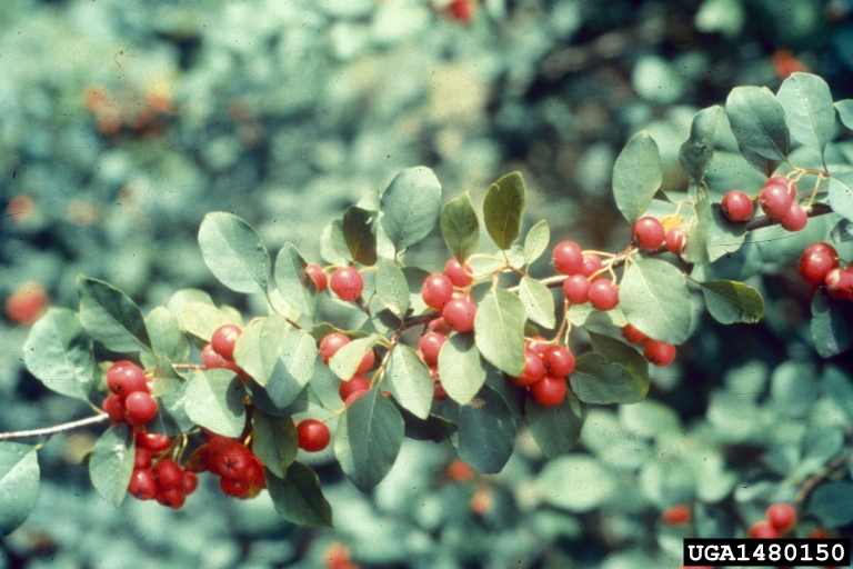 cotoneaster (Cotoneaster multiflorus)