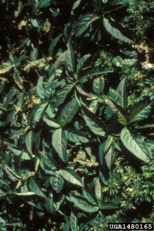 Carambola fly (Bactrocera carambolae Drew & Hancock, 1994)