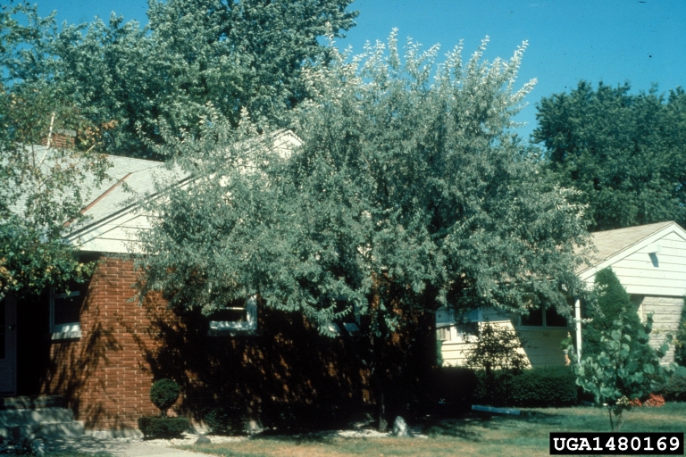 Russian olive (Elaeagnus angustifolia L.)