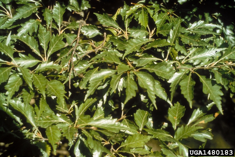 European beech (Fagus sylvatica L.)