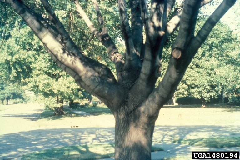 European ash (Fraxinus excelsior L.)