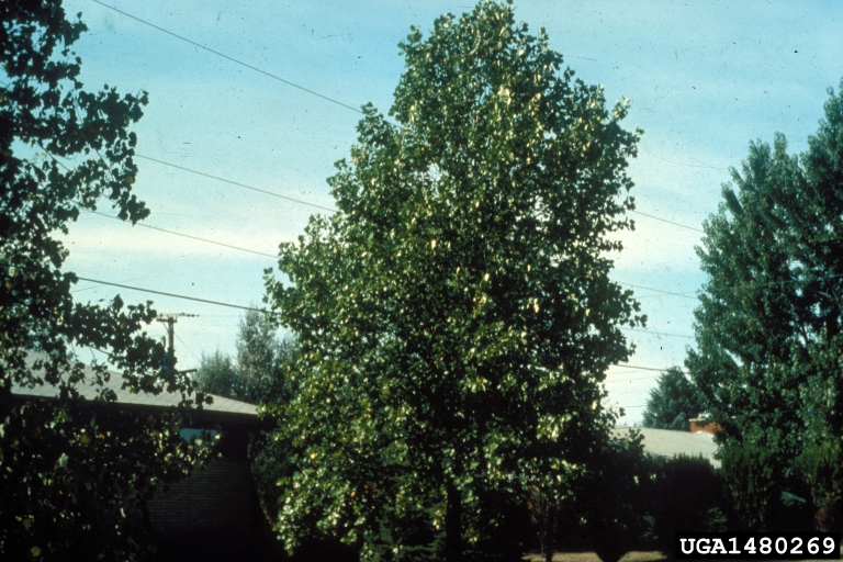 yellow-poplar (Liriodendron tulipifera L.)