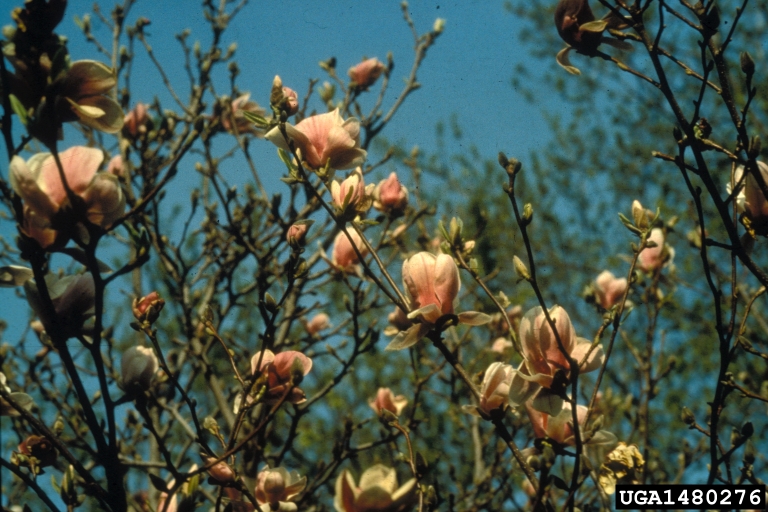 saucer magnolia (Magnolia x soulangeana)