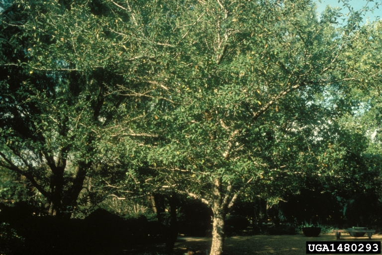 prairie crabapple (Malus ioensis (Wood) Britt.)