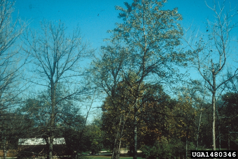 bigtooth aspen (Populus grandidentata Michx.)