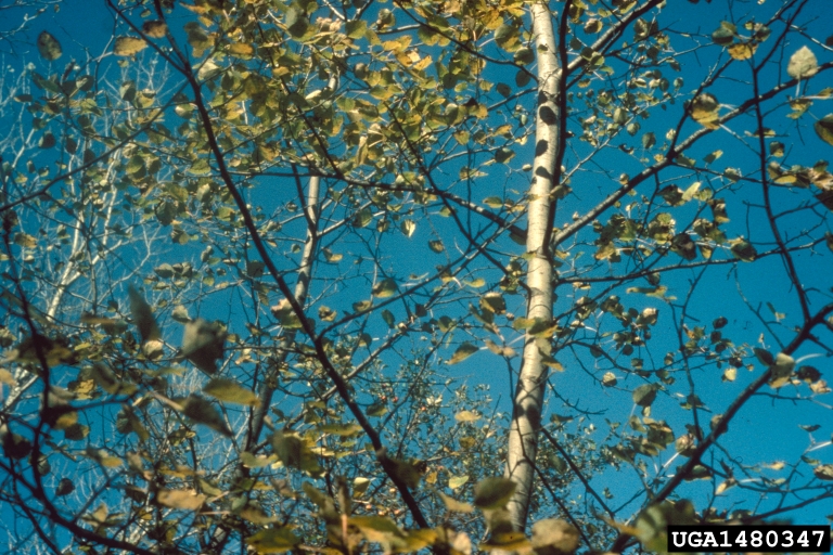 bigtooth aspen (Populus grandidentata Michx.)