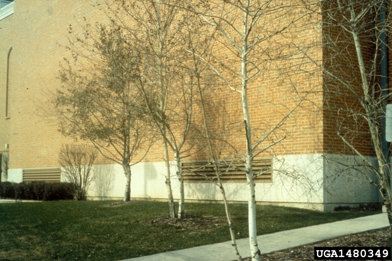 quaking aspen (Populus tremuloides Michx.)