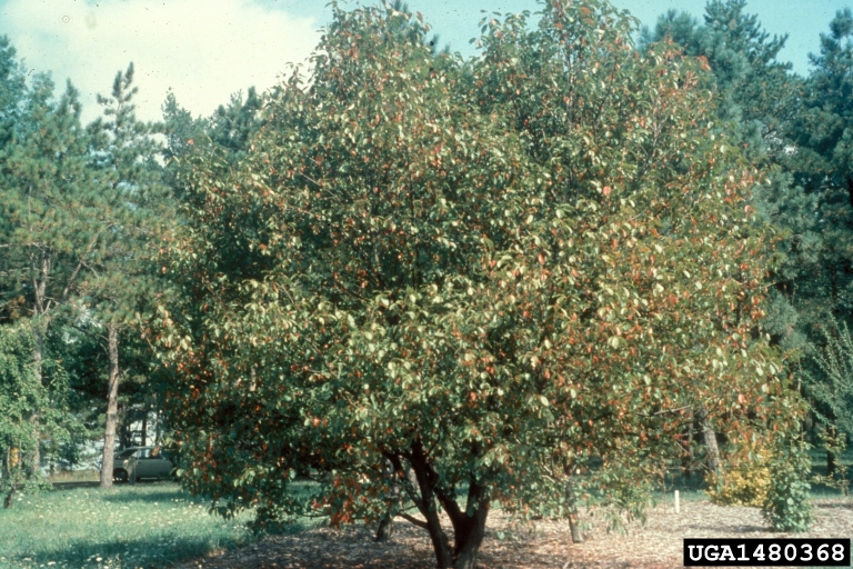 European bird cherry, Prunus padus (Rosales: Rosaceae) - 1480368