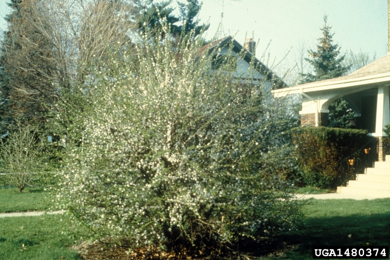 Nanking cherry (Prunus tomentosa)