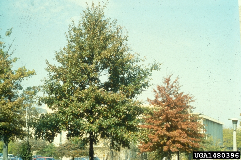 shingle oak (Quercus imbricaria Michx.)