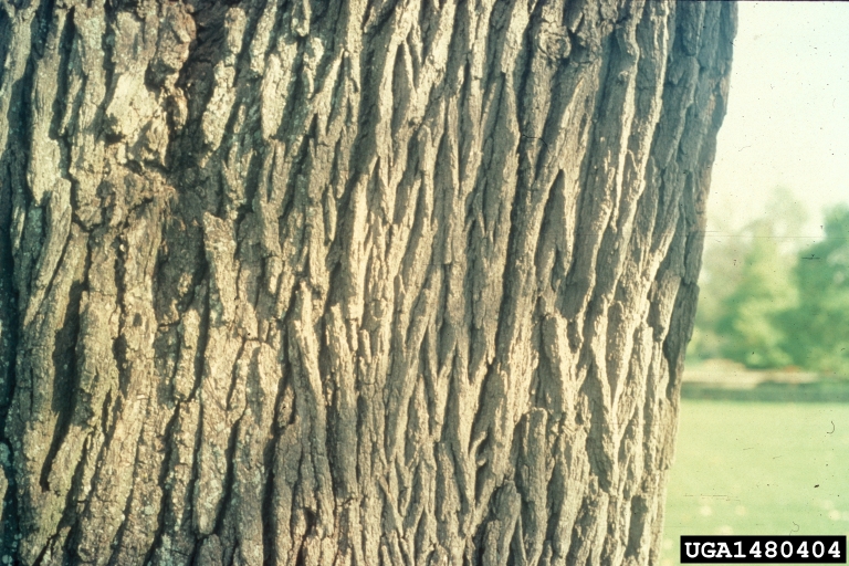 bur oak, Quercus macrocarpa (Fagales: Fagaceae) - 1480404