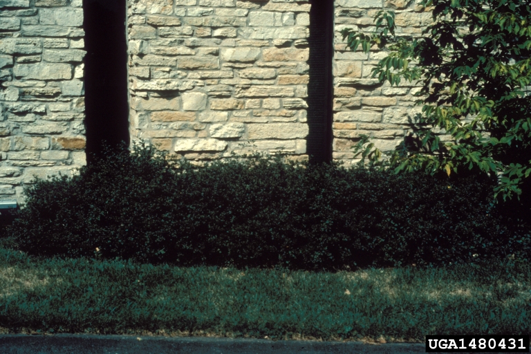 alpine currant (Ribes alpinum L.)