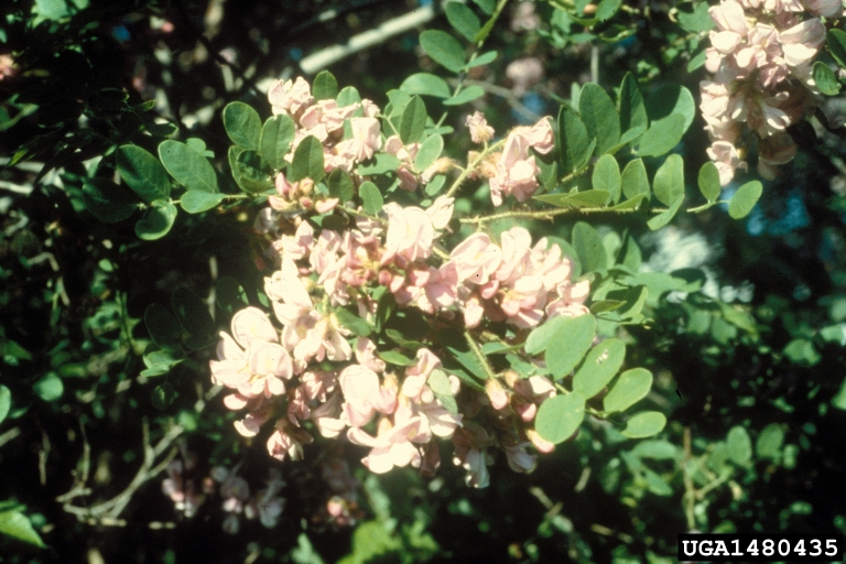 bristly locust (Robinia hispida L.)